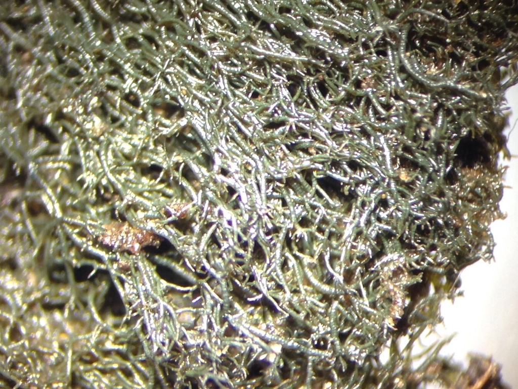 Ephebe (Macrolichens Genera of the Pacific Northwest ) · iNaturalist
