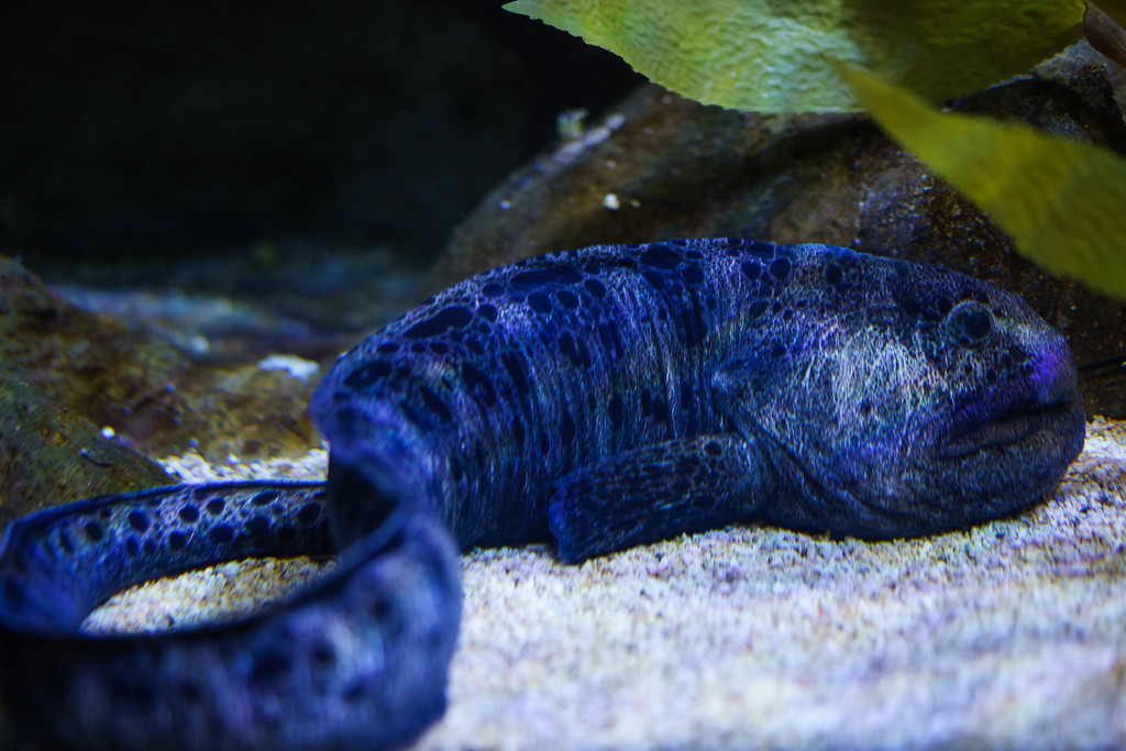 Wolf Eel (Anarrhichthys ocellatus) - Marine Life Identification