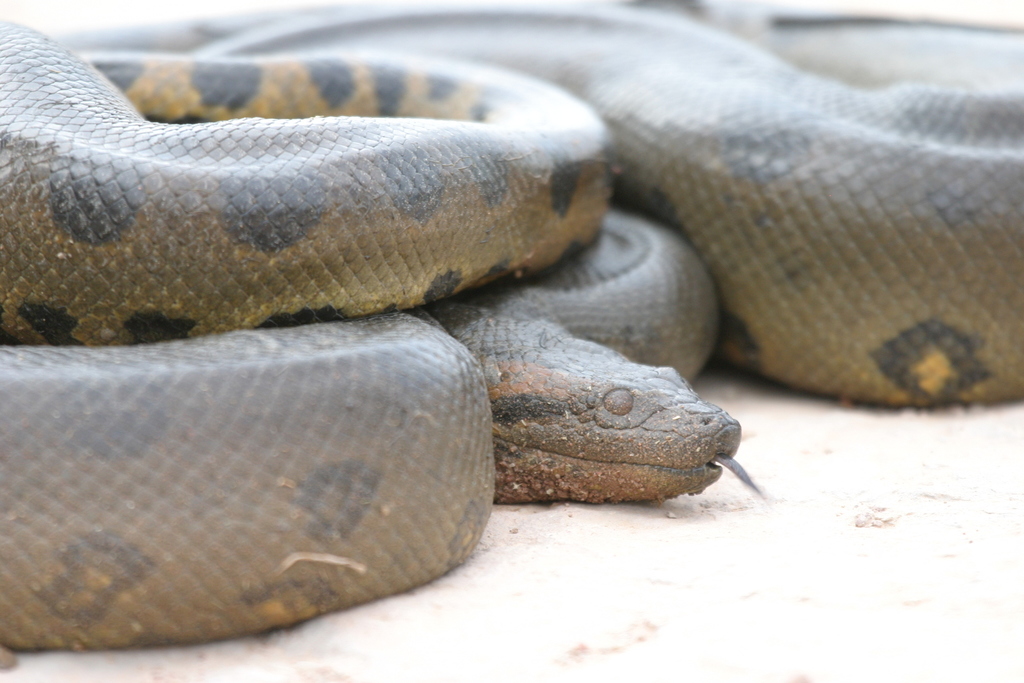 Anaconda (Reptiles de Yopal) · iNaturalist