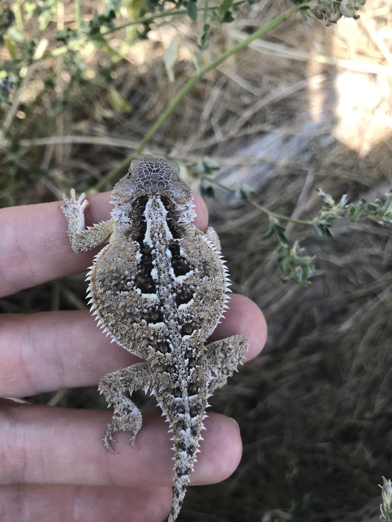 Greater Short-horned Lizard from Kanab, UT, US on August 13, 2020 at 10 ...
