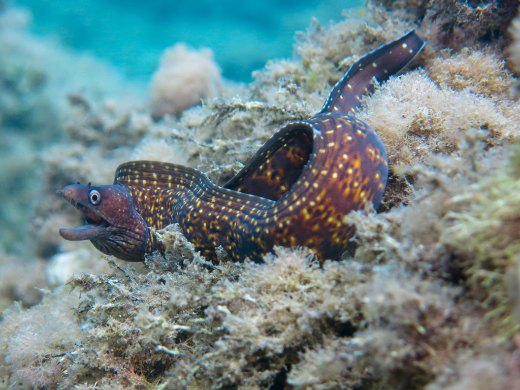 Mediterranean Moray (Muraena helena) - Marine Life Identification
