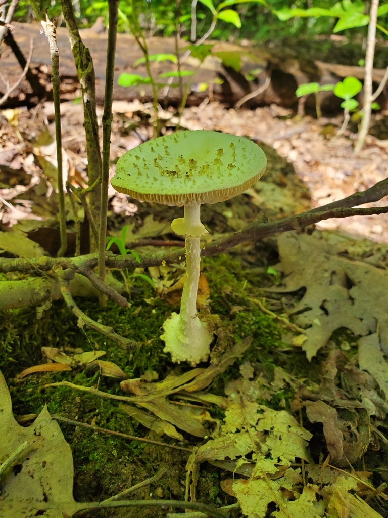American Abrupt-Bulbed Lepidella from Center, IN 47353, USA on August ...