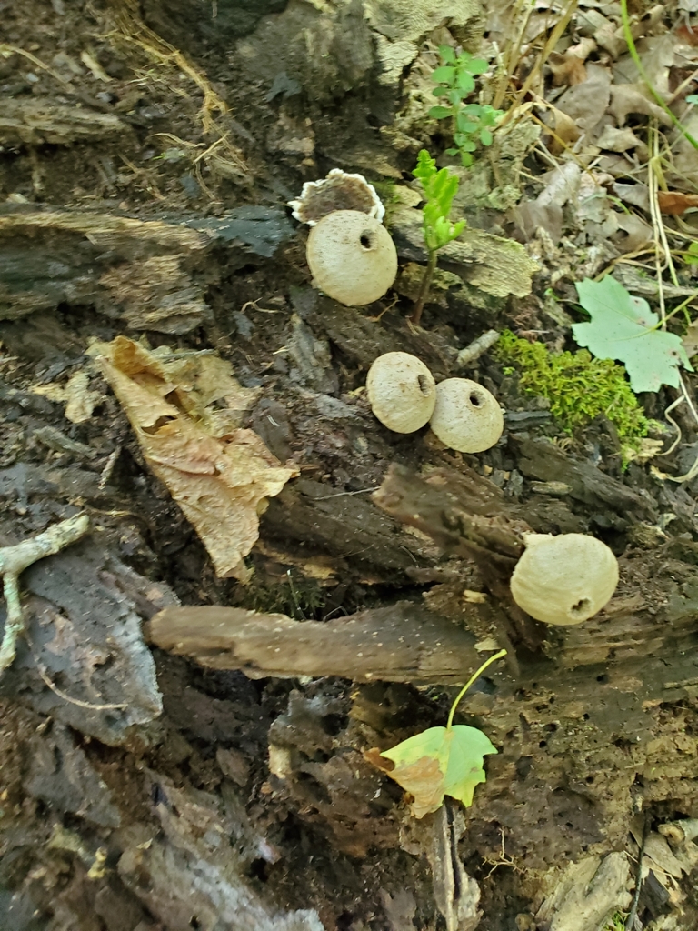 Pear-shaped Puffball from Liberty Township, IN, USA on August 15, 2020 ...