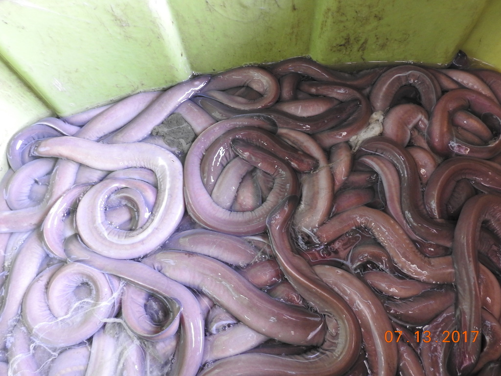 Pacific Hagfish (Eptatretus stoutii) - Marine Life Identification
