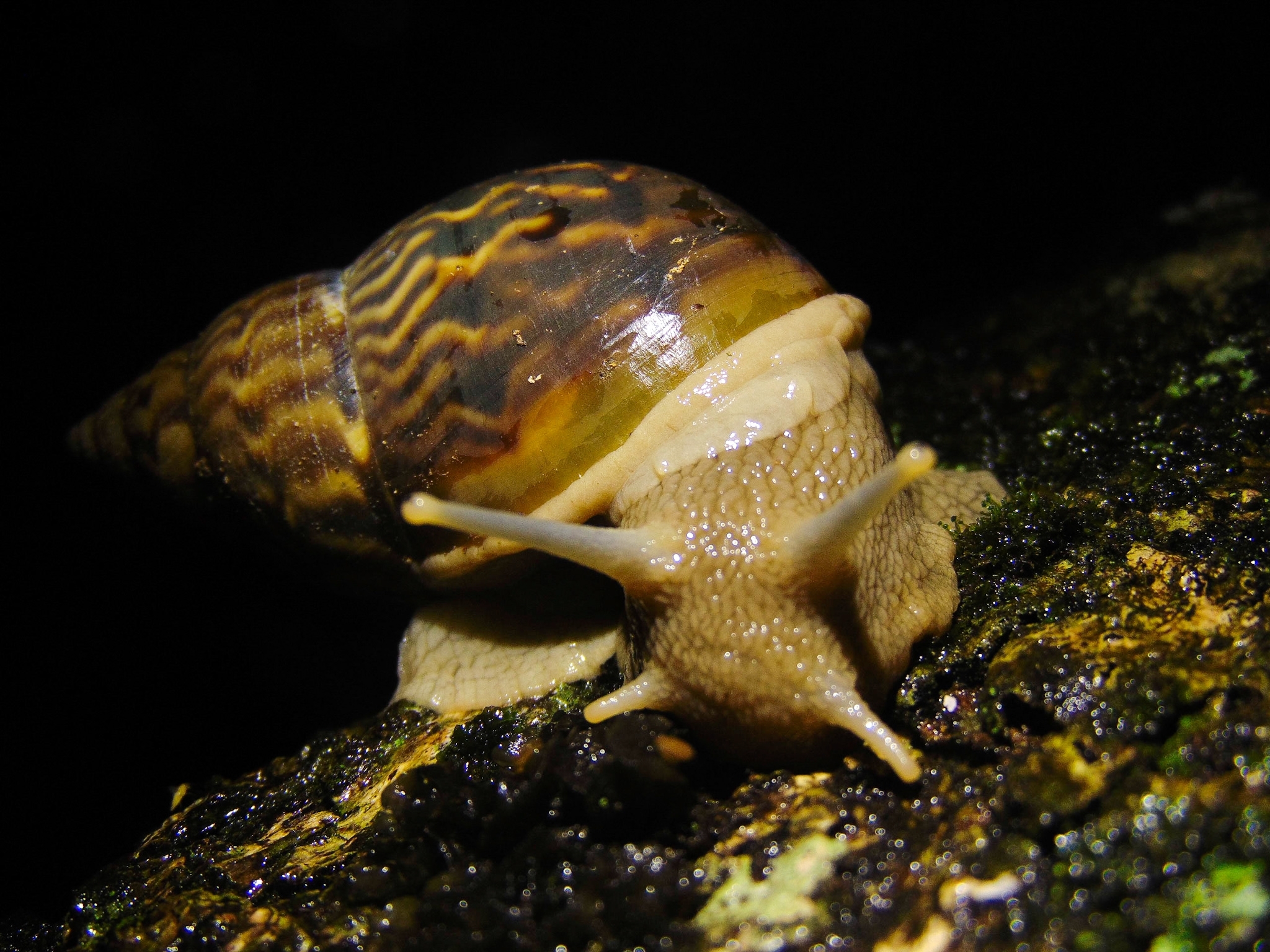 Orthalicus princeps (Broderip, 1833)