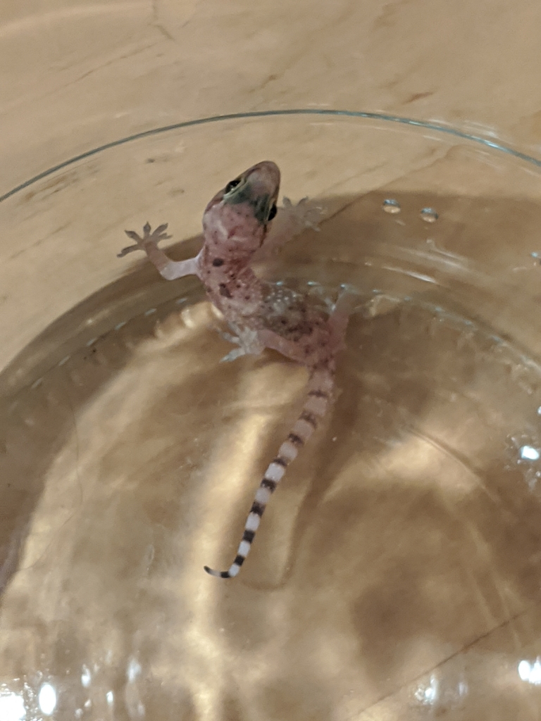 Mediterranean House Gecko from Lincoln Heights, Los Angeles, CA, USA on ...