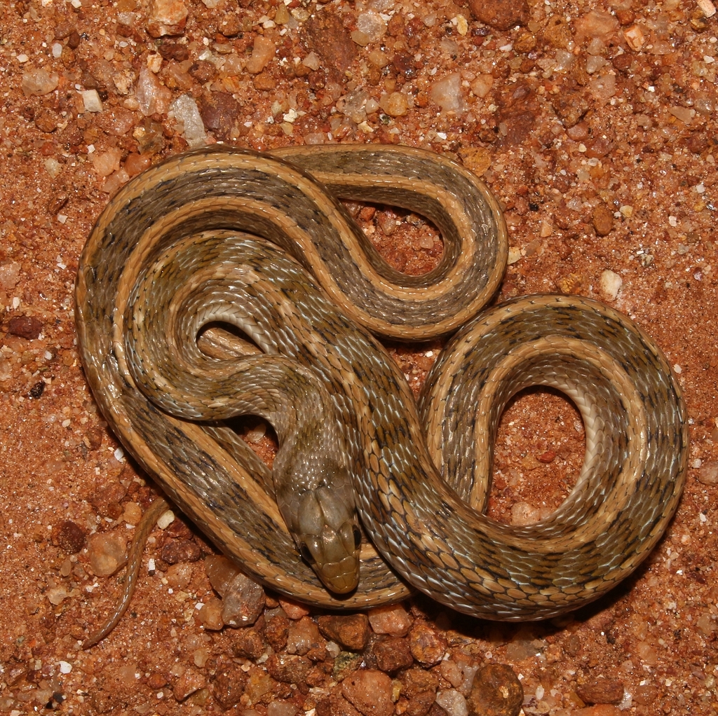 Buff Striped Keelback (Amphiesma stolatum) - Snakes and Lizards