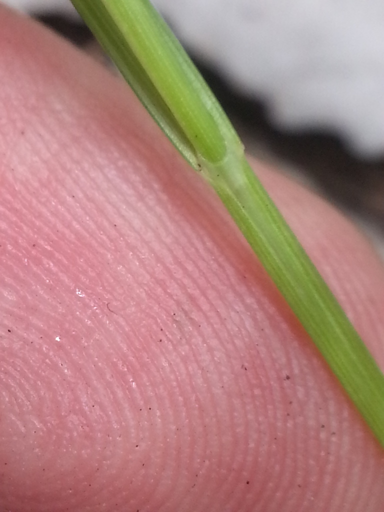 fescue sedge (Nash Prairie Plants List) · iNaturalist