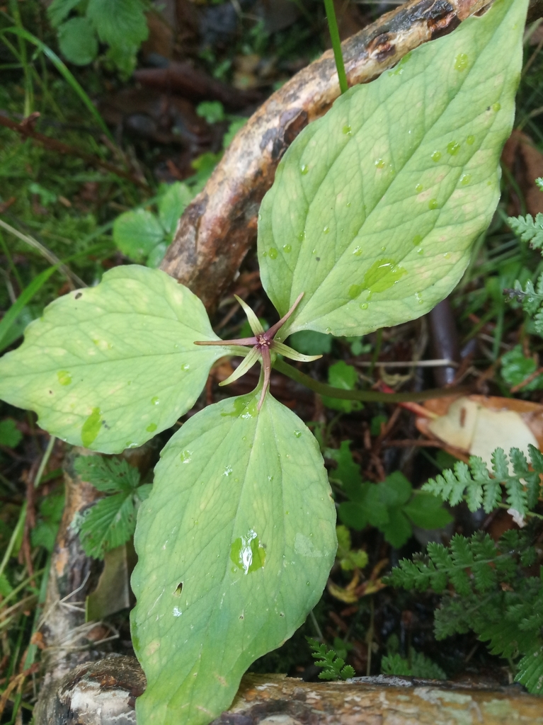 Trillium govanianum in August 2020 by Basu Dev Poudel · iNaturalist