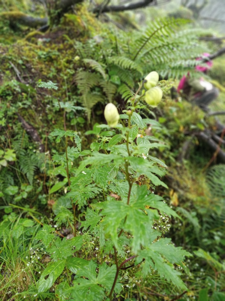 Heteroleaf Monkshood in August 2020 by Basu Dev Poudel · iNaturalist