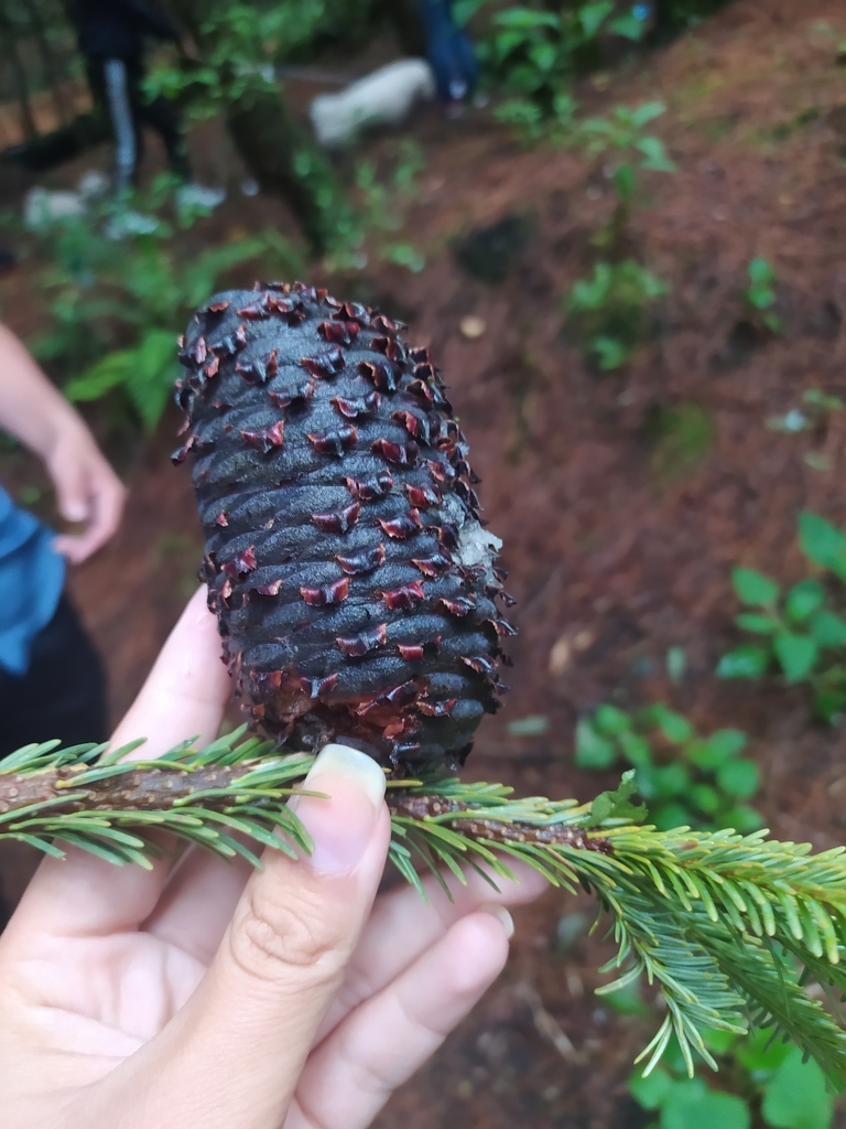 sacred fir from Álvaro Obregón, CDMX, México on August 9, 2020 at 01:17 ...