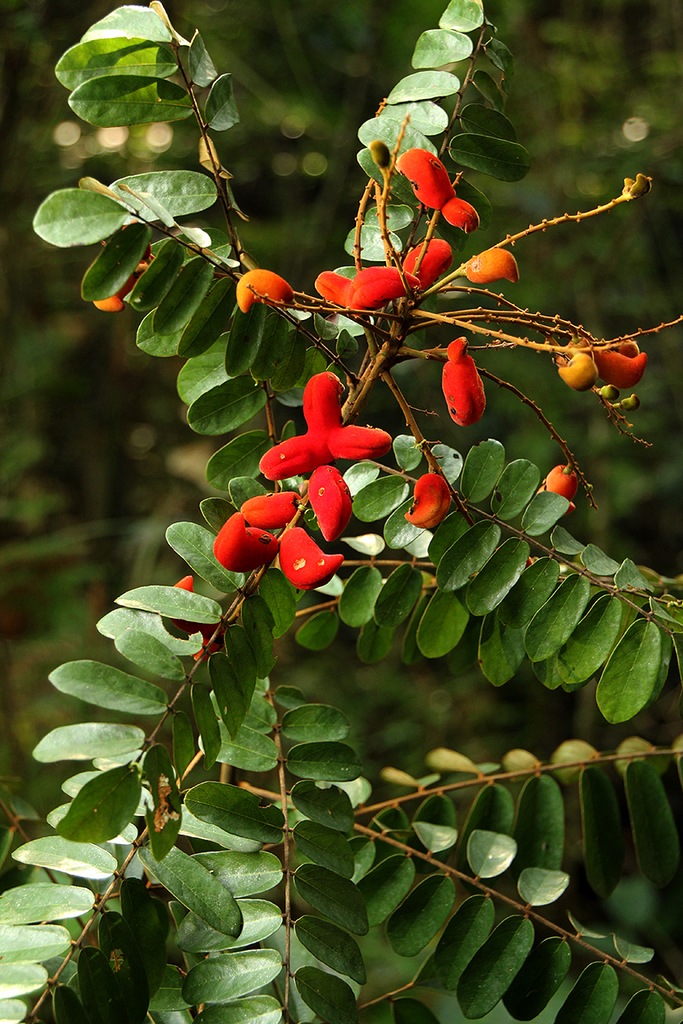 connarus family (Connaraceae) - Botanical Realm