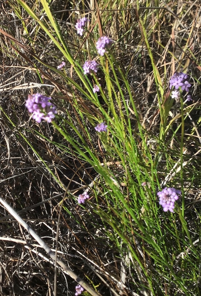 (Stackhousia tryonii) - Botanical Realm