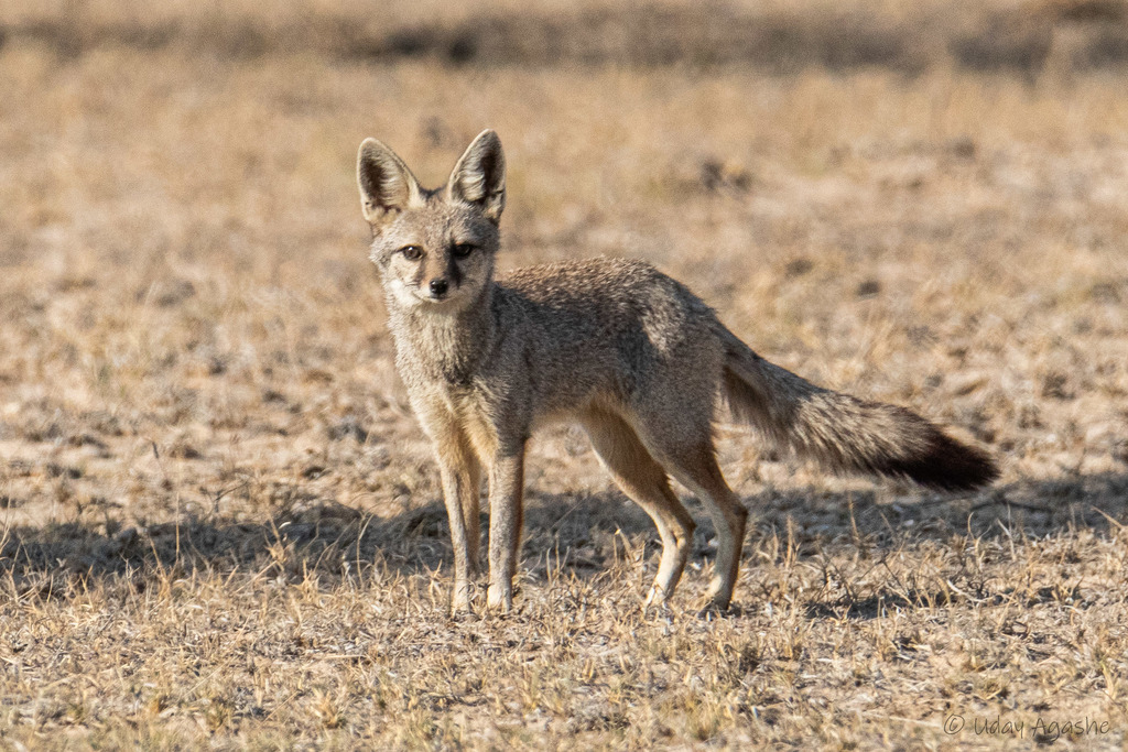 Indian Fox from Desert National Park, Jaisalmer, Rajasthan 345001 ...