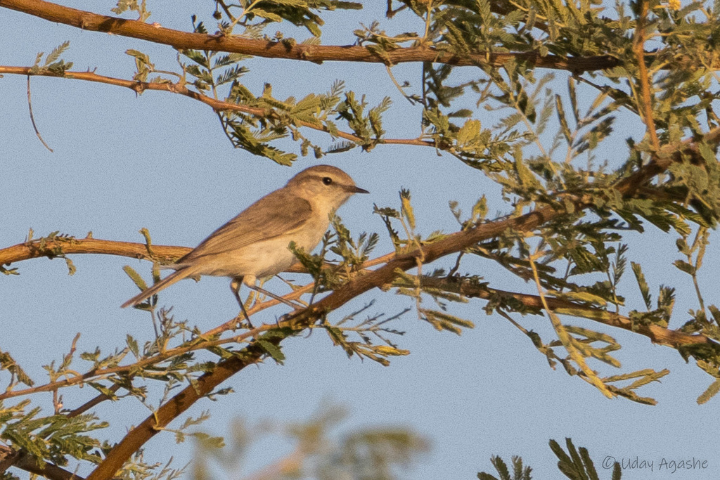 Plain Leaf Warbler (Phylloscopus neglectus) - Avian Discovery