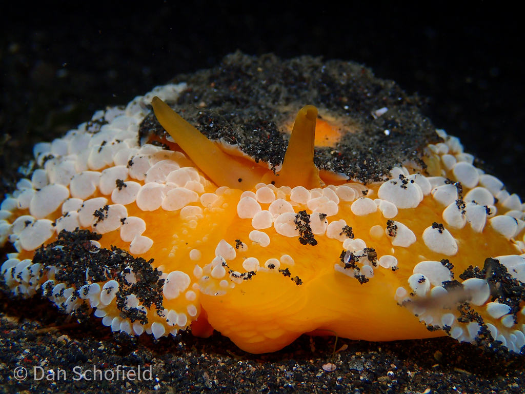 Umbrella Slug from Rojos on July 20, 2020 by Dan Schofield · iNaturalist