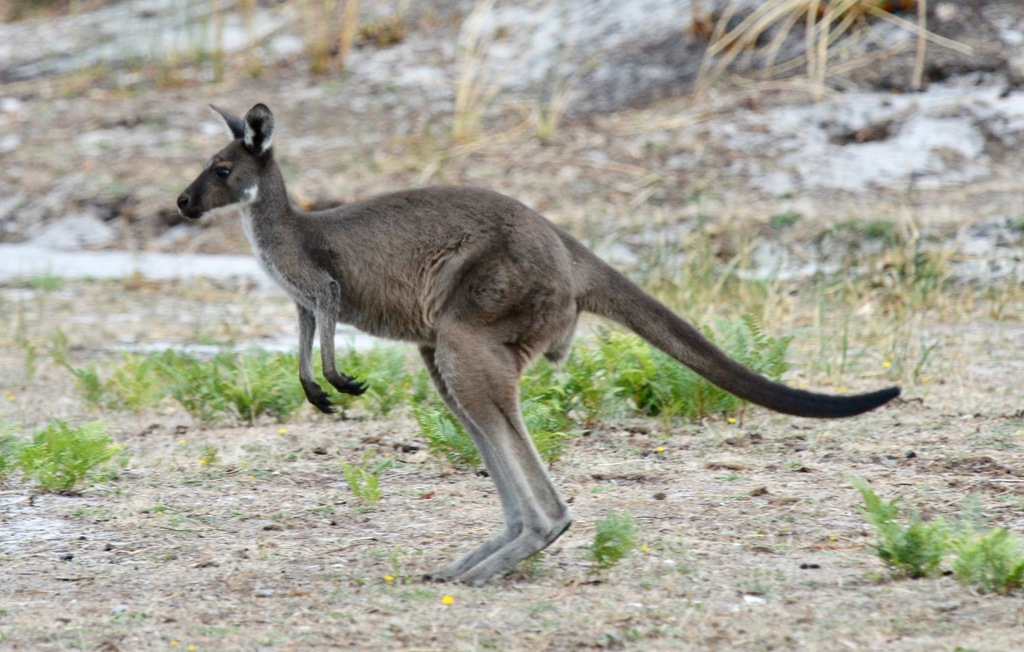 Western Grey Kangaroo (Macropus fuliginosus) - Know Your Mammals