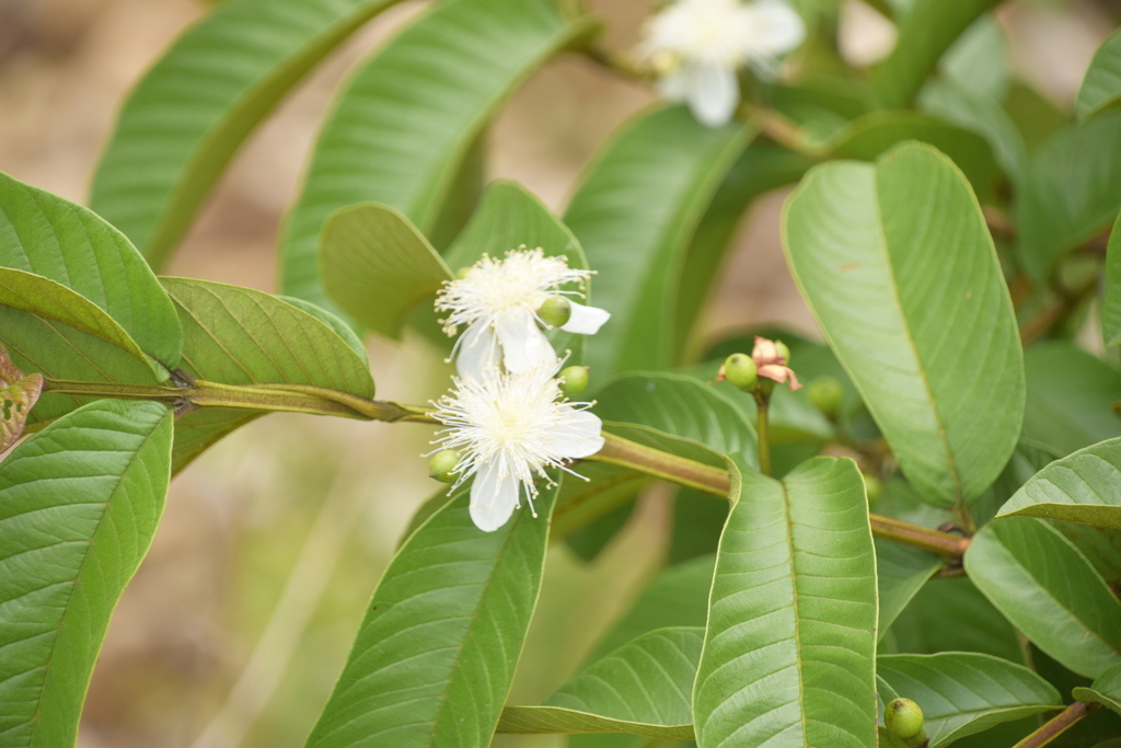 Common guava from Nord, Haïti on May 5, 2020 at 11:20 AM by William ...