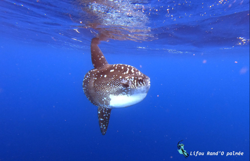 Bump-head Mola (Mola alexandrini) - Marine Life Identification