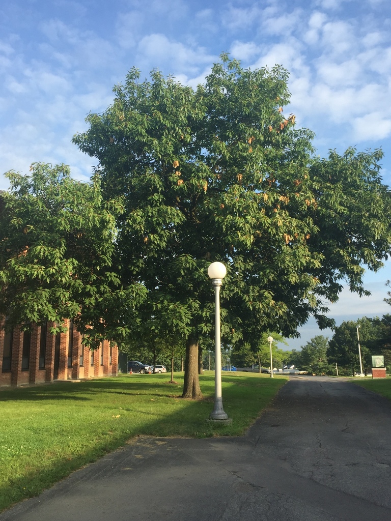 oaks from MVCC Alumni Association, Utica, NY, US on August 17, 2020 at ...