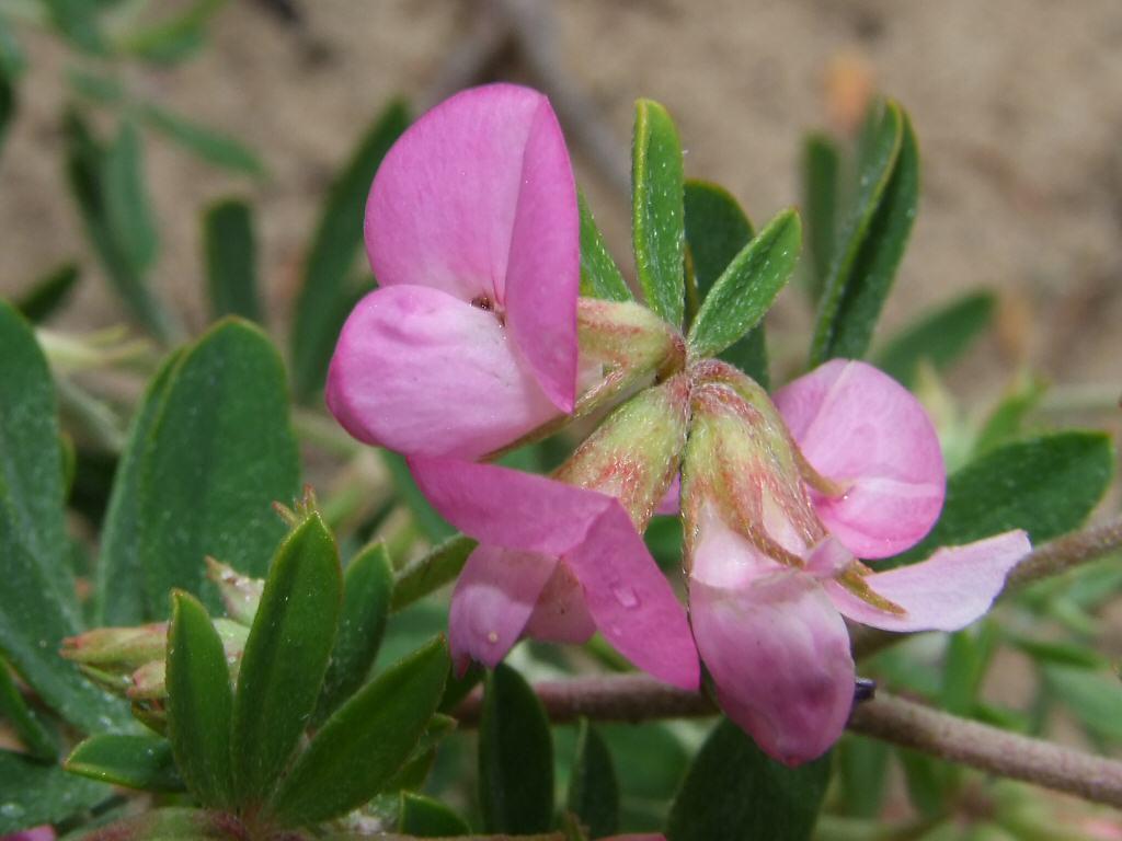 austral trefoil (Cloud Nine Plants) · iNaturalist