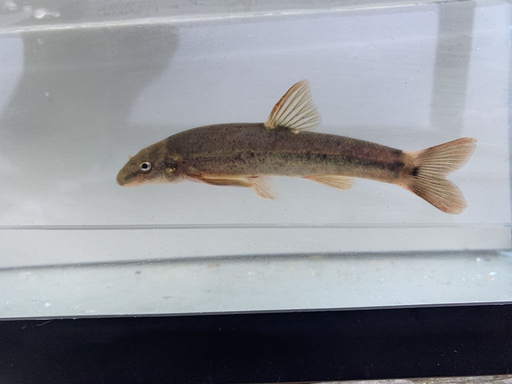 Longnose Dace (Rhinichthys cataractae) - Marine Life Identification