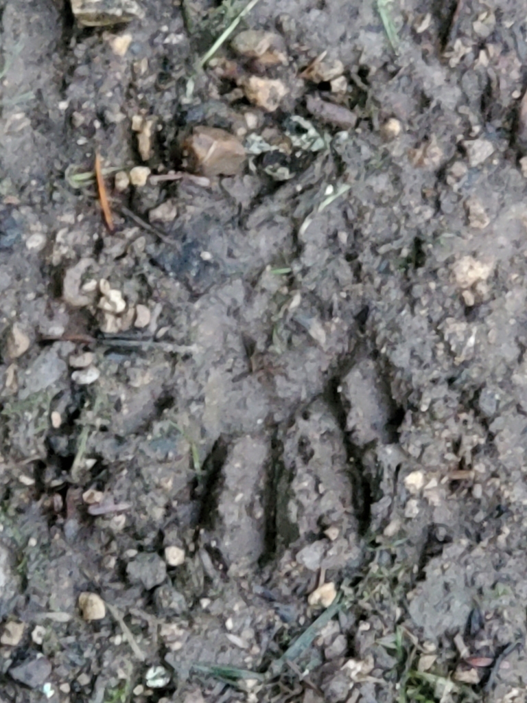 Common Raccoon from Mustoe, VA, USA on August 16, 2020 at 07:27 PM by ...