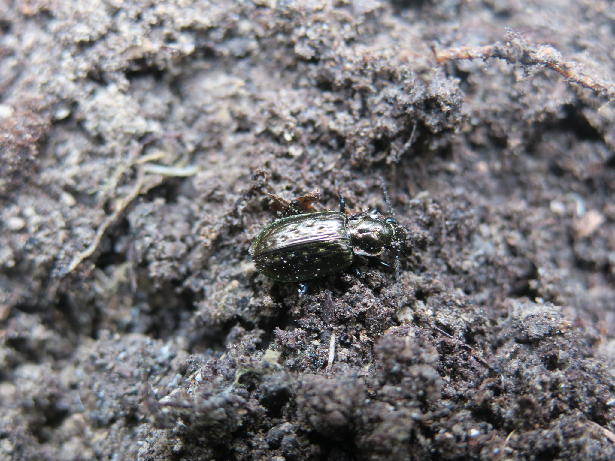 Blethisa multipunctata (Linnaeus, 1758)