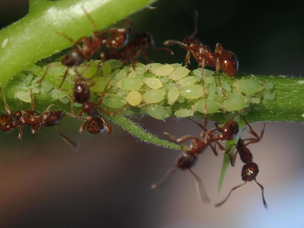 Raspberry Aphid from Tempelhof-Schöneberg, Berlin, Germany on August 16 ...