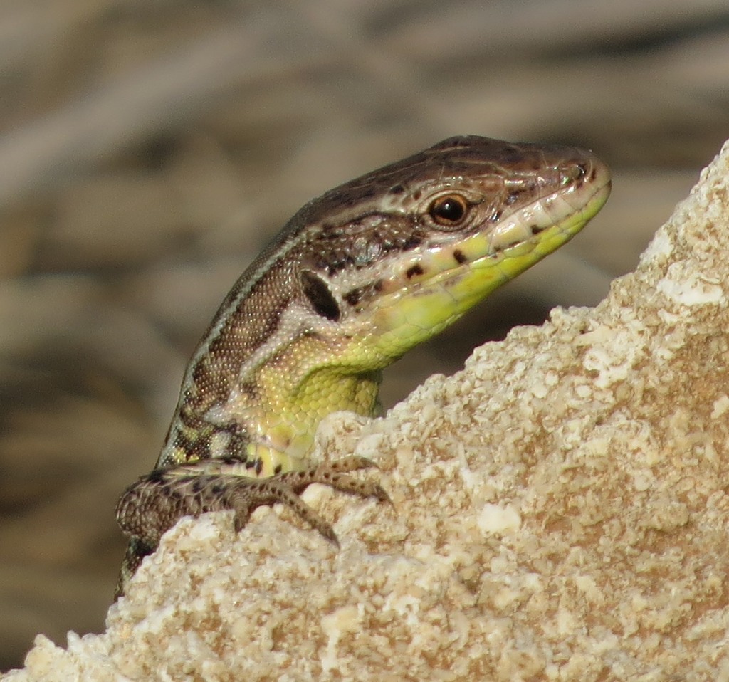 Sicilian Wall Lizard in September 2018 by Luca Boscain · iNaturalist