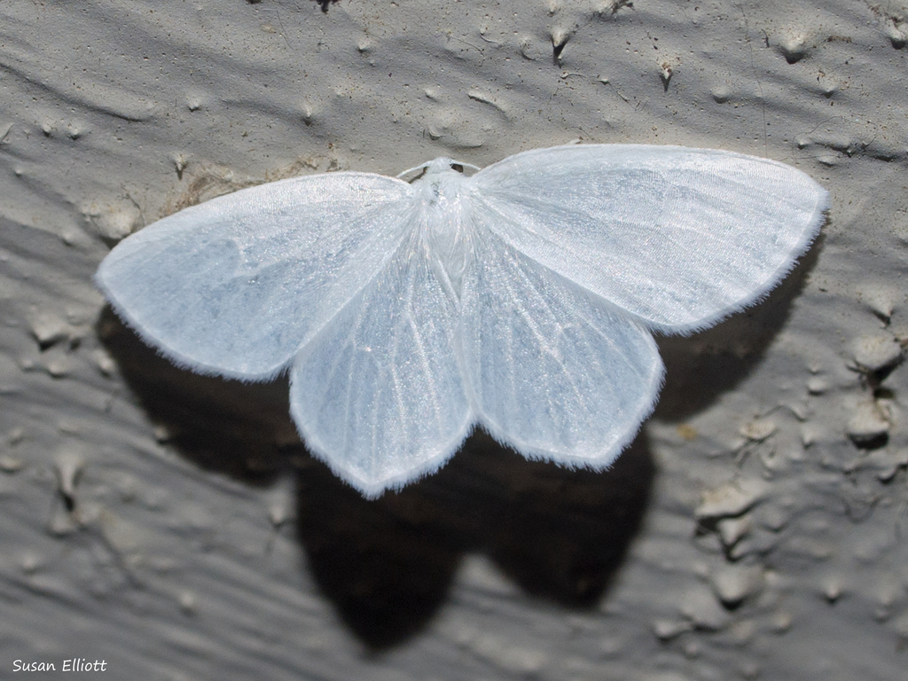 Snowy Geometer Moth (Lepidoptera of Harold Parker State Forest (Essex ...