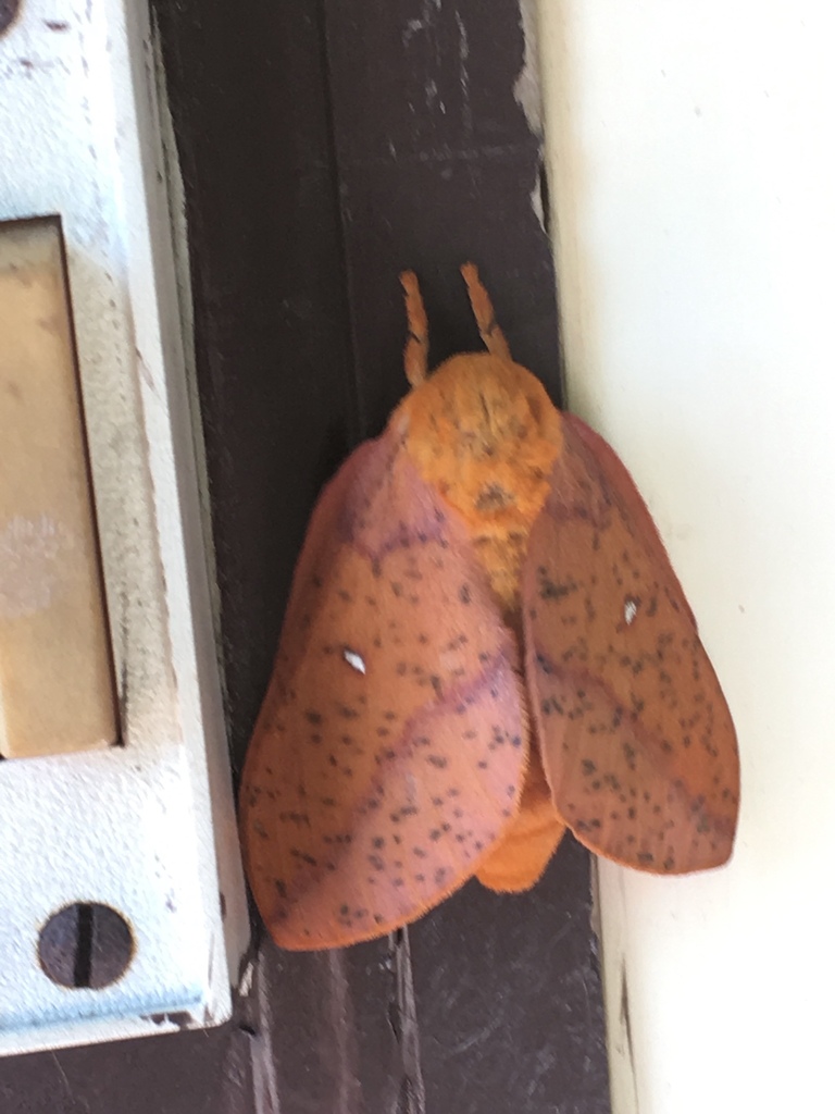 Orange-tipped Oakworm Moth from 1260 Cox St, Huddleston, VA, US on July ...