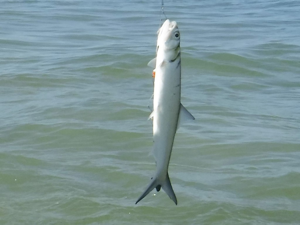 Ladyfish from Cameron County, TX, USA on August 15, 2020 at 04:07 PM by ...