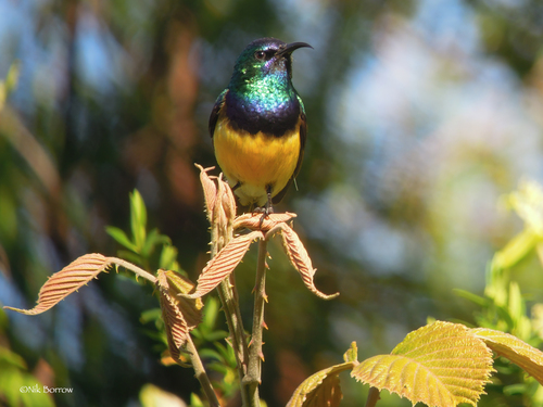 Subspecies Cinnyris venustus fazoqlensis · iNaturalist