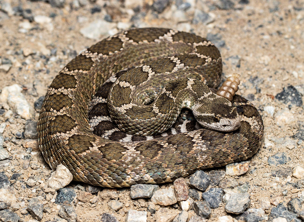 Northern Pacific Rattlesnake in August 2020 by andrewnydam. Northern ...
