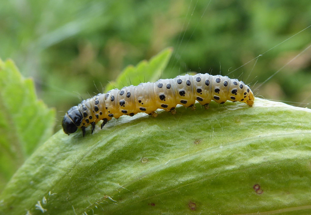Parsnip Webworm (Caterpillars of Ontario) · iNaturalist