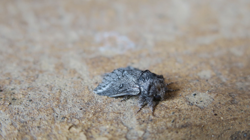Butterflies and Moths from Khomas, Namibia on March 2, 2017 at 11:39 AM ...