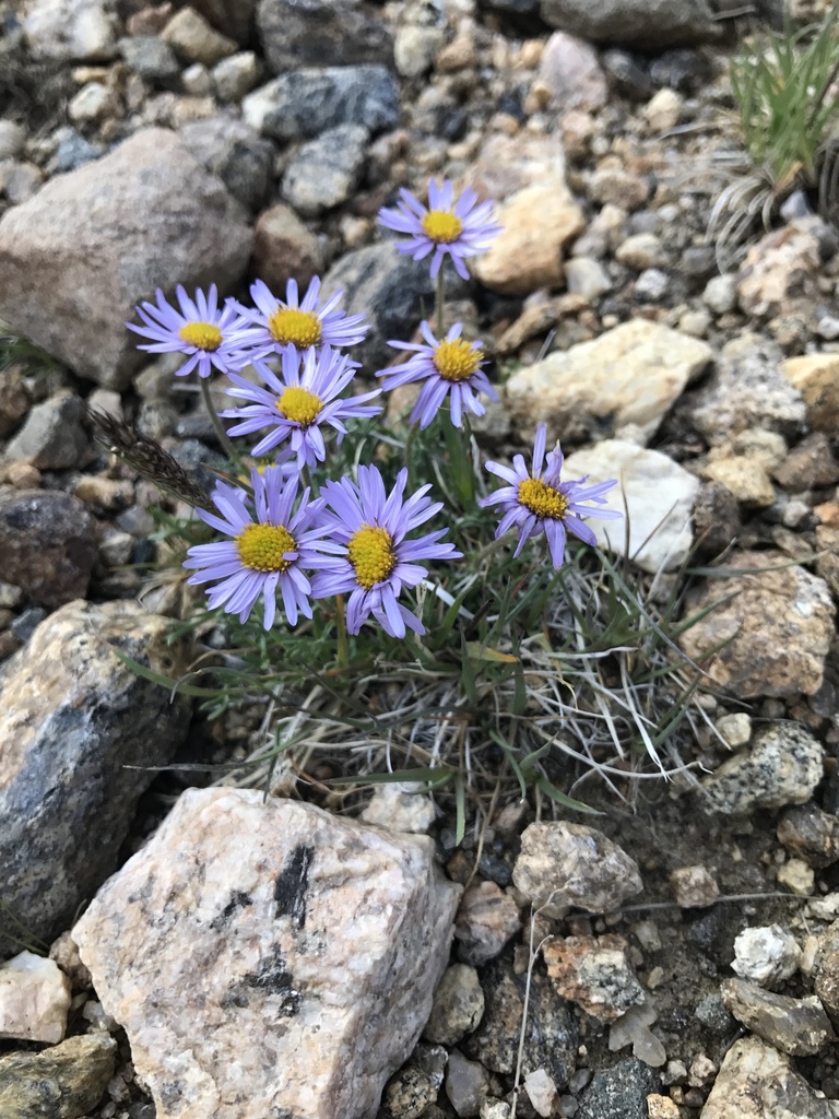 Early Bluetop Fleabane (Alpine Flora of the Southern Rocky Mountains ...