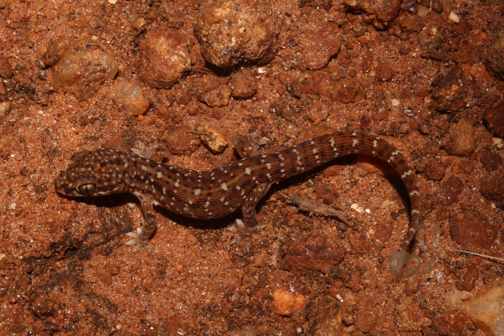 Scaly Gecko from ATREE ACCC on October 5, 2019 at 11:17 PM by Prasanth ...
