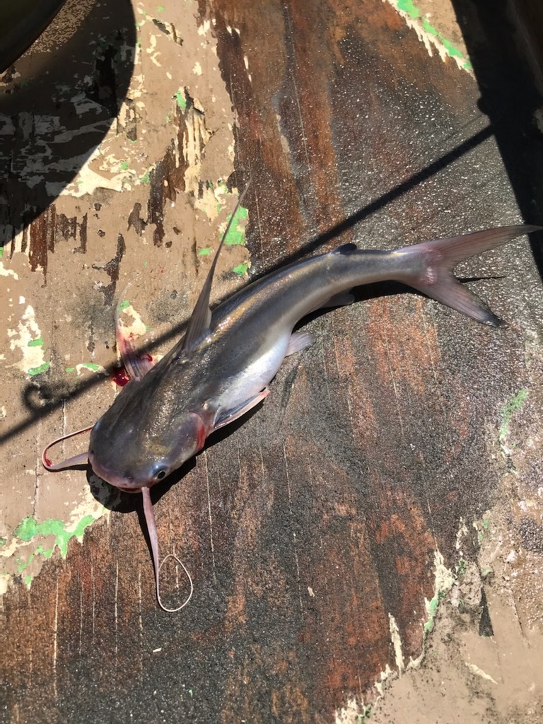 Gafftopsail Catfish from Bluffton, SC 29909, USA on August 5, 2020 by ...