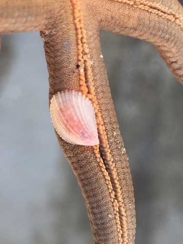 Thyca callista · iNaturalist