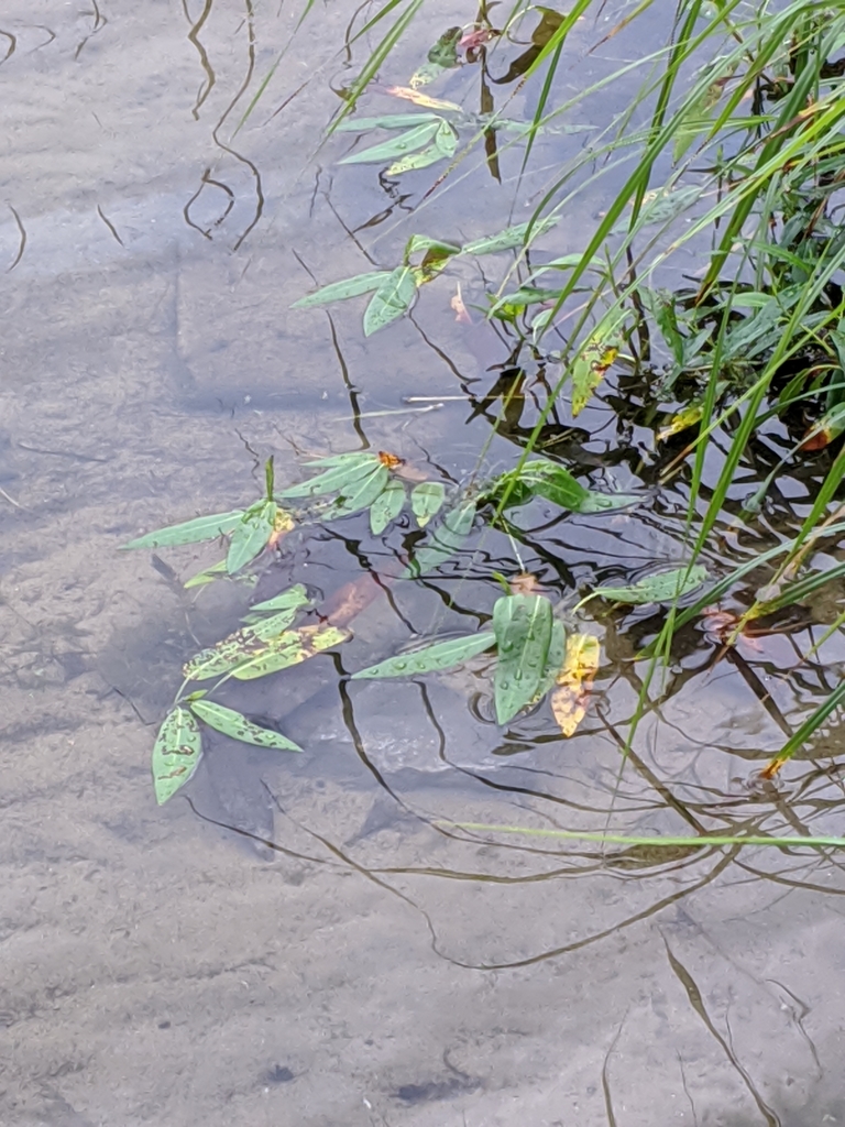 Flanged Smartweed from Carrying Place, ON K0K 1L0, Canada on August 16 ...