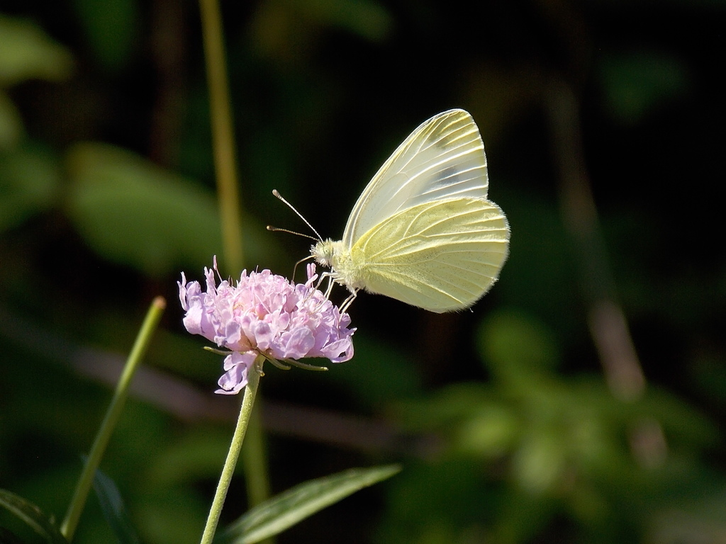 Mountain Small White (Animals of Bardwell Park ) · iNaturalist