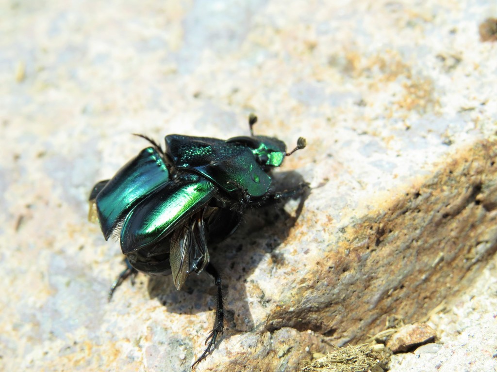Phanaeus quadridens from Janos, Chih., México on July 12, 2017 at 11:49 ...