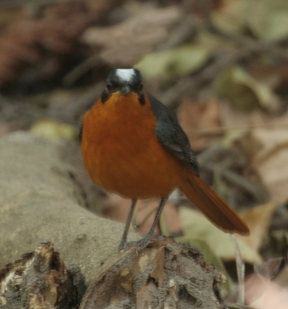 Snowy-crowned Robin-Chat (Birds of Kenya) · iNaturalist
