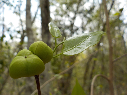 Chechem blanco (Sebastiania adenophora)