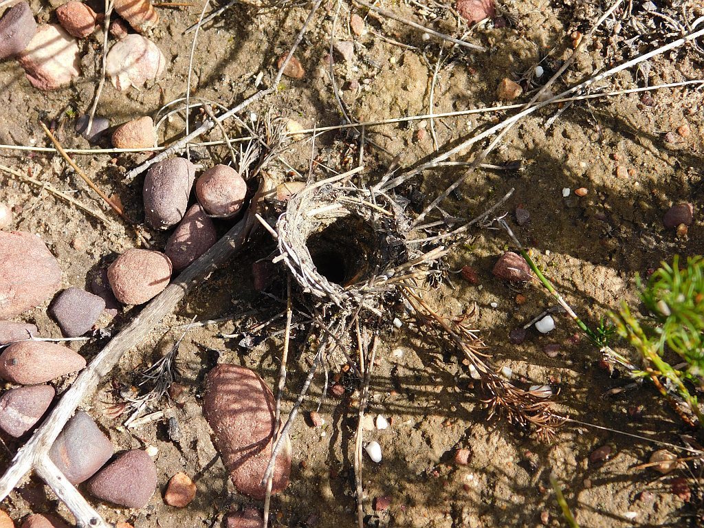 Burrowing Wolf Spiders from Greyton, 7233, South Africa on August 17 ...