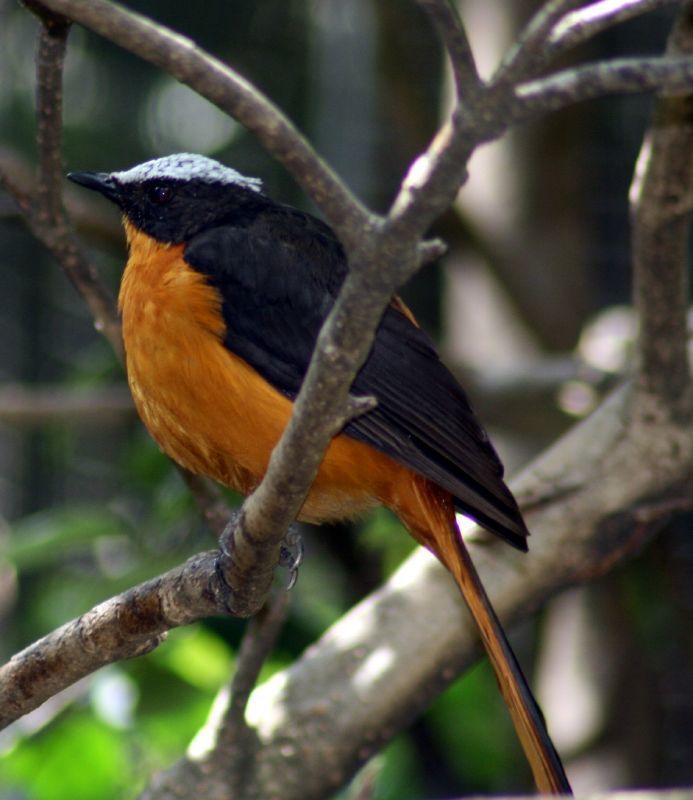 White-crowned Robin-Chat (Birds of Gambia) · iNaturalist