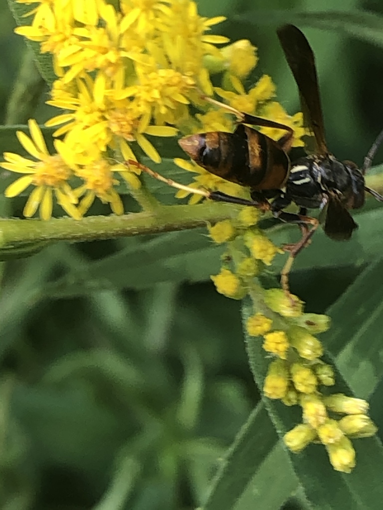 Twisted-wing Insects from James Way, Hudson, NH, US on August 17, 2020 ...