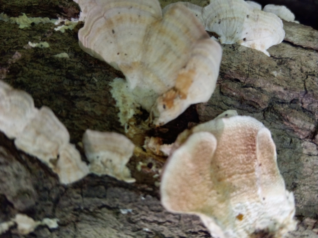 violet-toothed polypore from Jefferson County, US-IN, US on August 17 ...